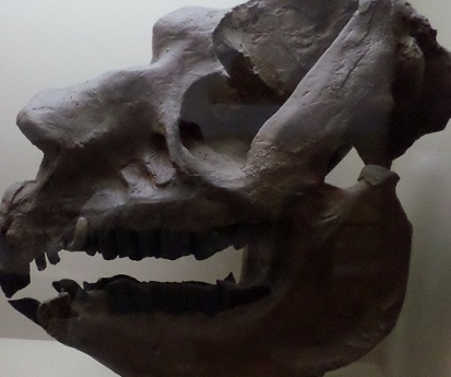 Noticias de Paleontologia: Trigodon gaudryi, un gigante del Plioceno ...