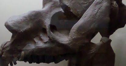 Noticias de Paleontologia: Trigodon gaudryi, un gigante del Plioceno ...