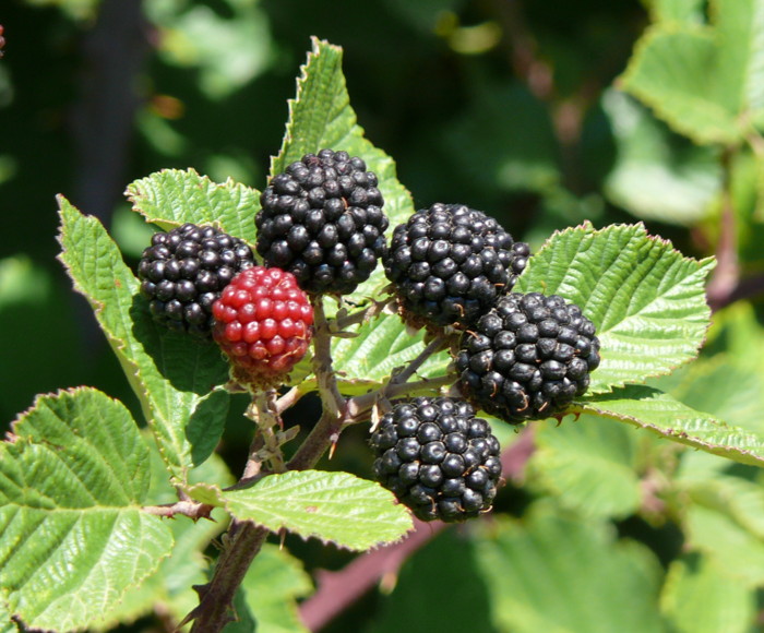 Moda, cremas y otras adicciones: Empieza la temporada de moras