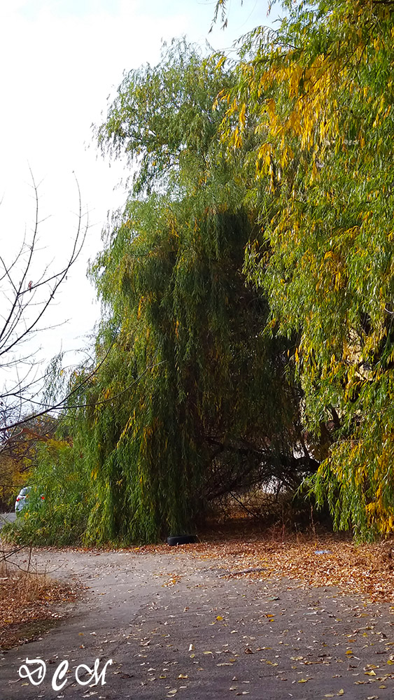 Blogânduri : File din cartea toamnei (2)