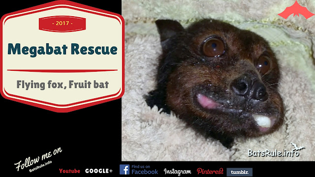 Rescue | Megabat black male, Flying-fox, Fruit bat