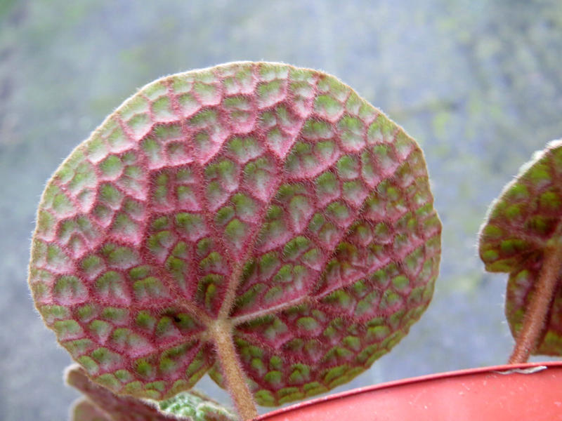 Всё о бегониях и не только...: Пузырчатый лист / Буллатный лист ...