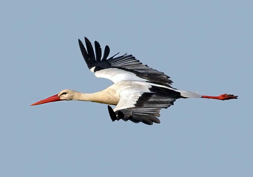 Leylek nedir ne demektir? Leylek ile ilgili atasözleri deyimler ve ...