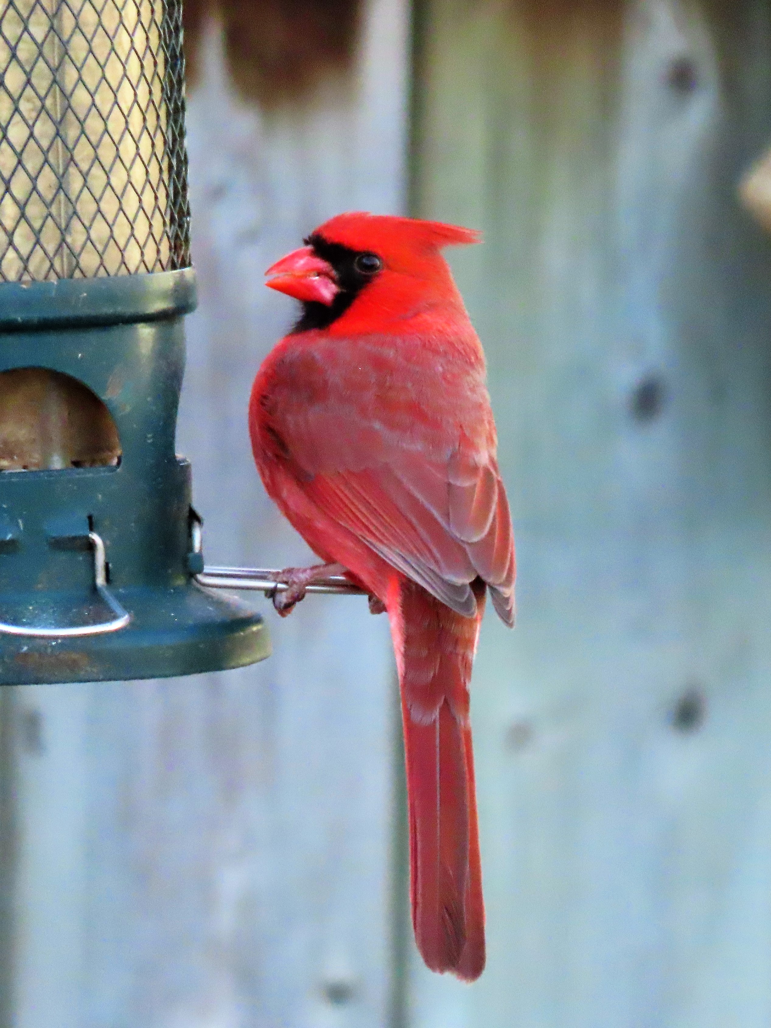 A Potpourri - Travels With Birds