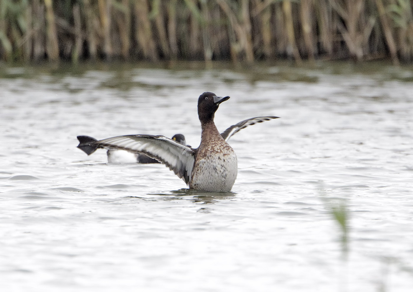 pewit: Ferruginous Duck