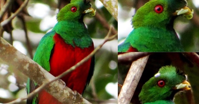 Species New to Science: [Ornithology • 2014] Crested Quetzal ...