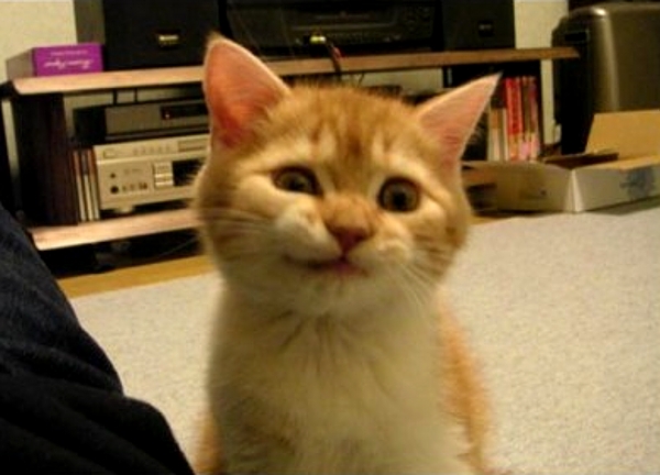 disgusted cat | Intp, Cães, Gatos