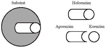 I Biology: Metabolisme dan Fotosintesis