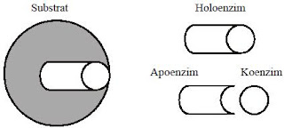 I Biology: Metabolisme dan Fotosintesis