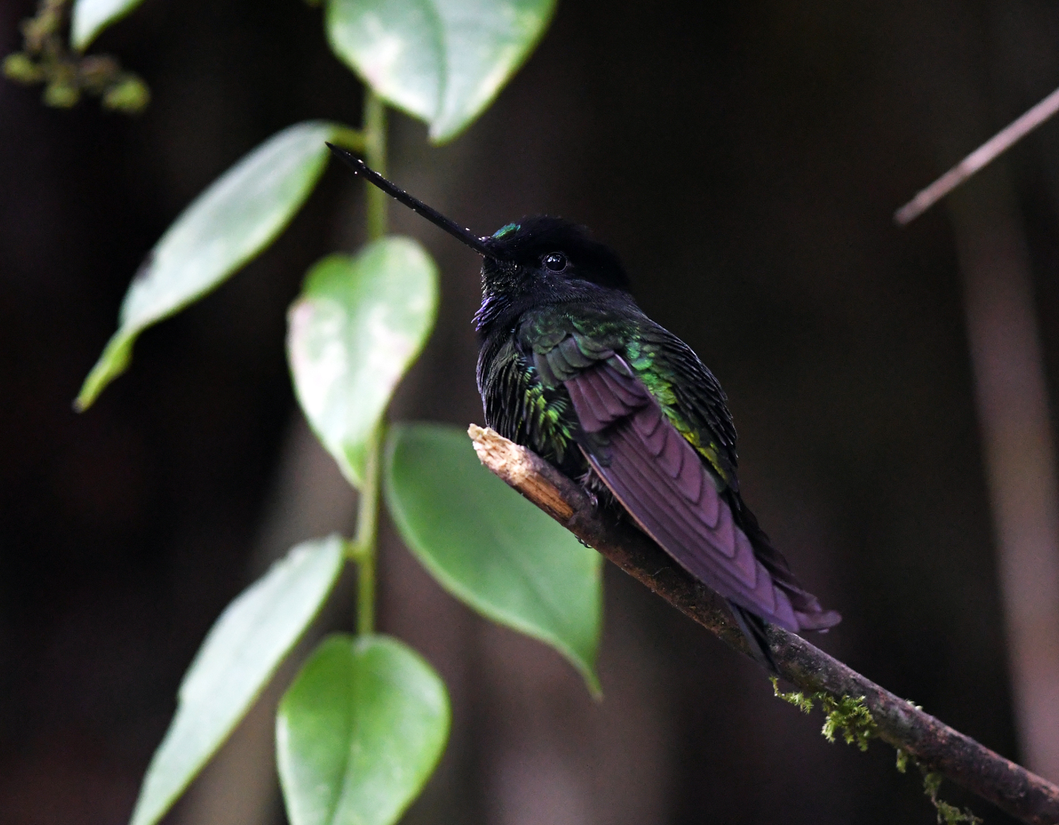 Explorations of an Ecologist: Colombia Endemic Cleanup: The Dusky ...