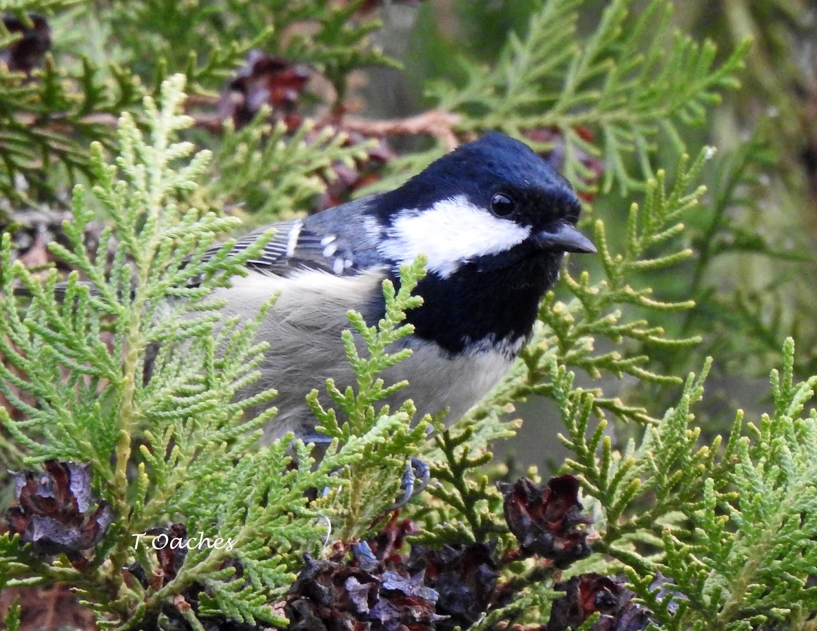 PASARI DIN ROMANIA: PITIGOI DE BRADET, Periparus ater