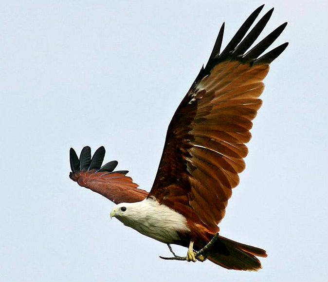 LANGKAWI PACKAGE VACATION: INFO LANGKAWI