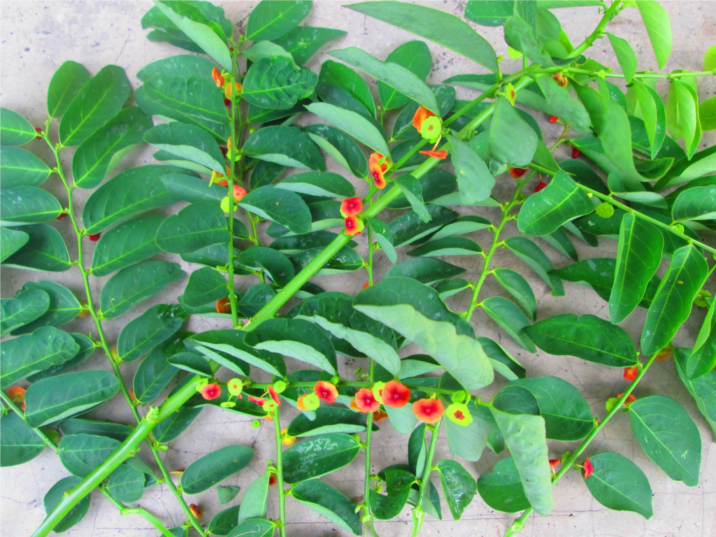 Manfaat Daun Katuk Bagi Tubuh - Nyu Sehat