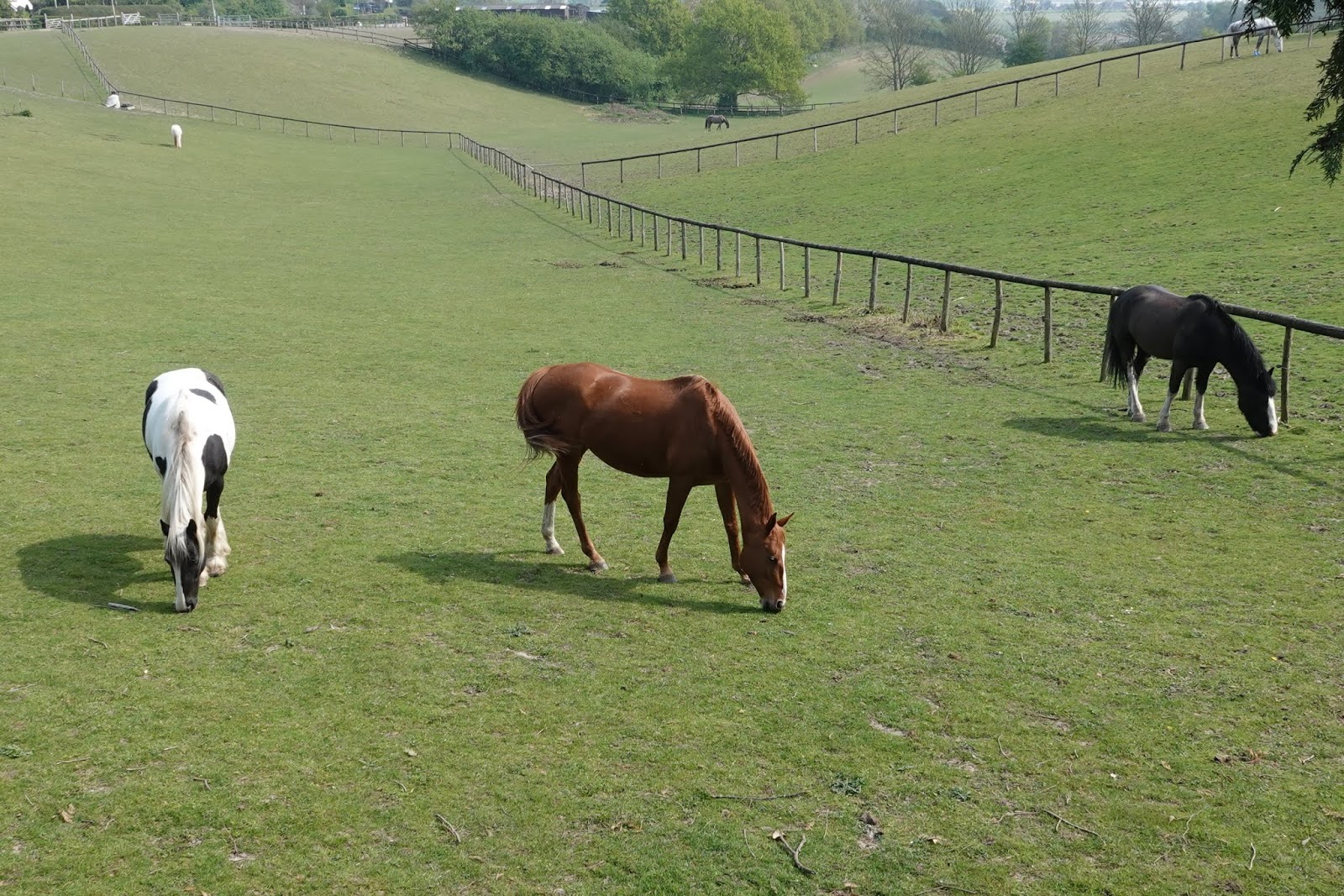 BlueEyedBirder.com: Green Urban Birding: Rede Common – Great Crabbles ...