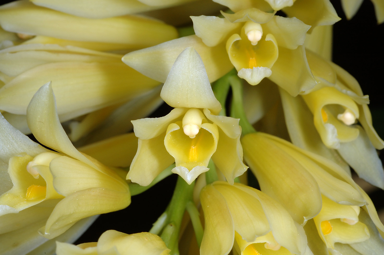 Cymbidium elegans - The Elegant Cymbidium care and culture | Travaldo's ...