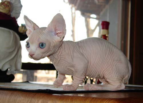 Bambino cat breed: Bambino cat breed