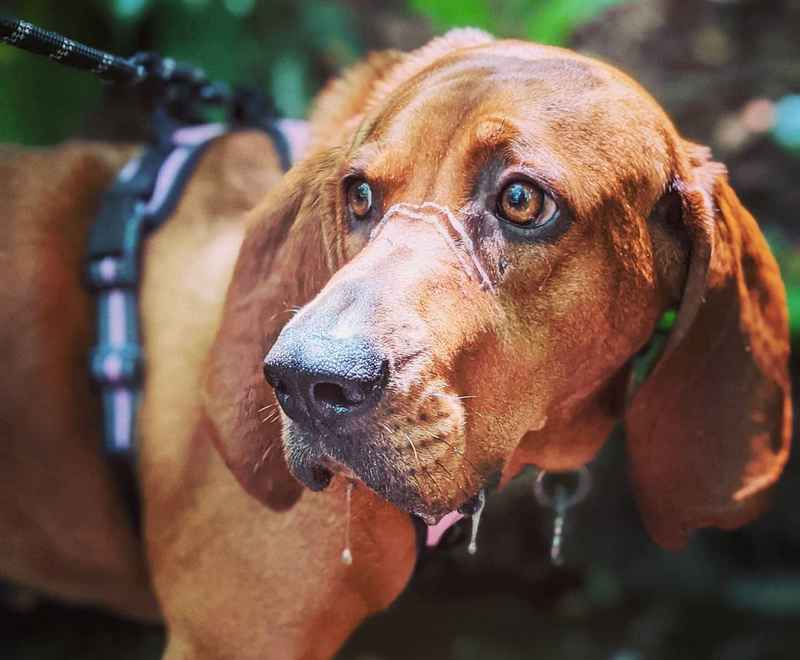 Why Do Dogs Drool? Discover all The Causes of Dog Drooling | DOGALYO