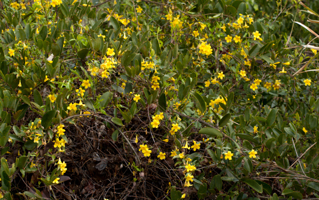 Sprouts and Wildlings, A Virginia Garden Blog: Great Dismal Swamp
