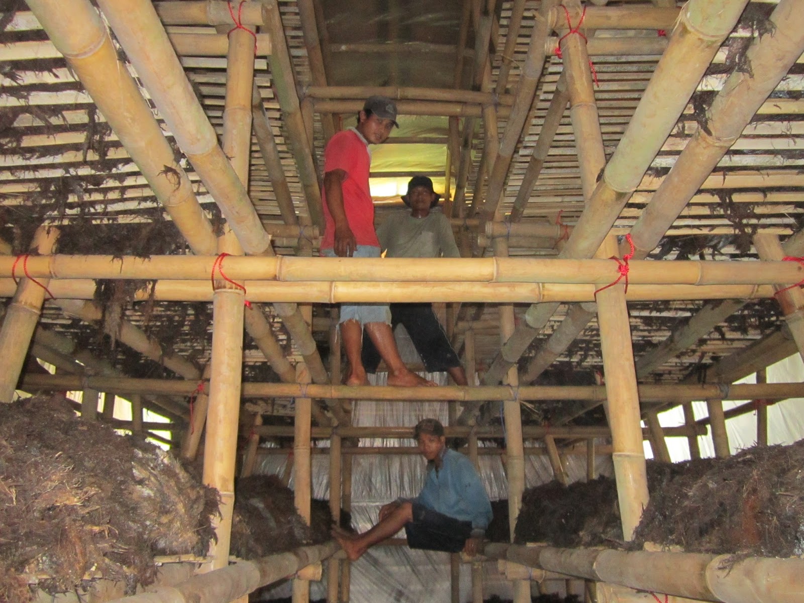 LINTANG JAMUR INDUSTRY: BUDIDAYA JAMUR MERANG MEDIA SAWIT (TANGKOS)