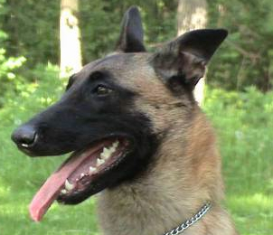 Insights into Veterinary Endocrinology: Q & A: Blunted Cortisol ...