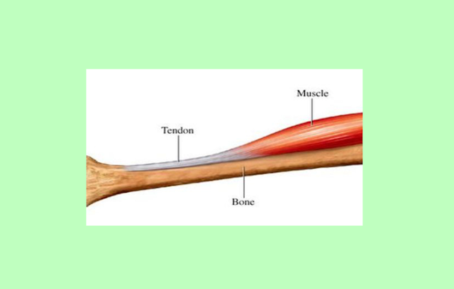 Tendon : Pengertian, Struktur, Fungsi - cekrisna
