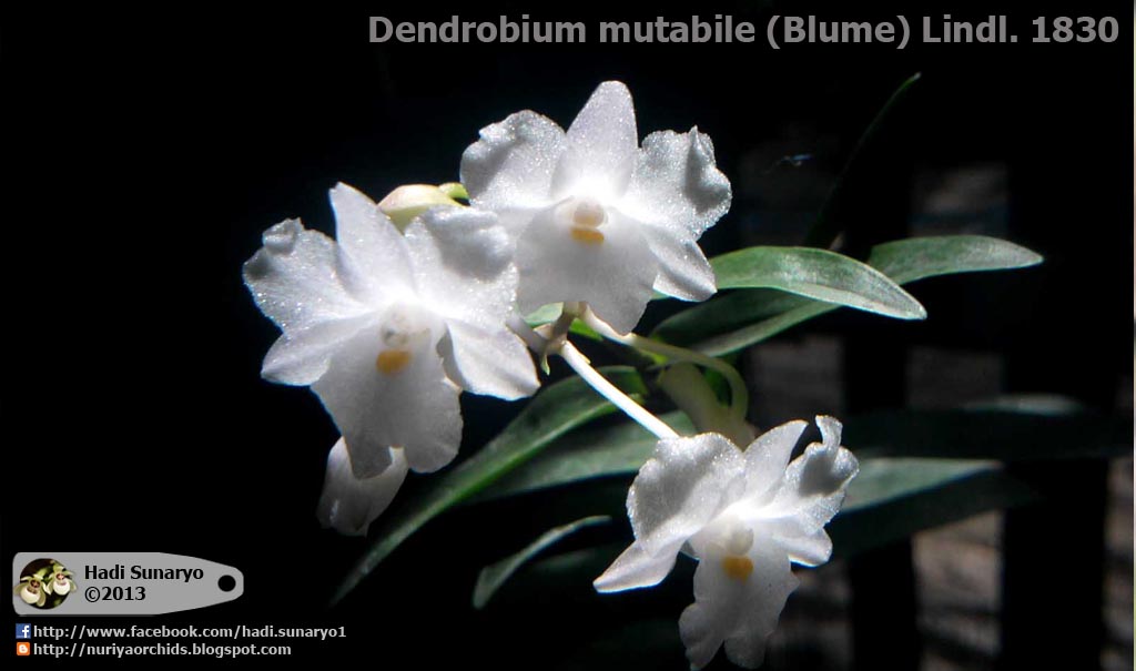 Hadi Orchids (Nuriya Orchids): Dendrobium mutabile (Blume) Lindl. 1830