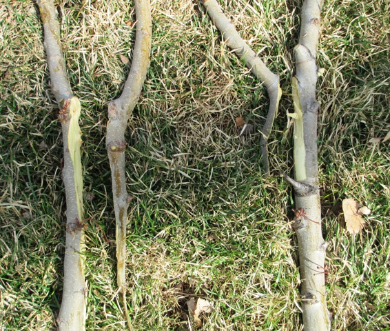 Fruit Tree Pruning at Its Best: Strong Branch Angle