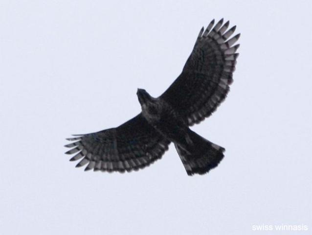 EKOGEO: JENIS - JENIS BURUNG ELANG DI INDONESIA