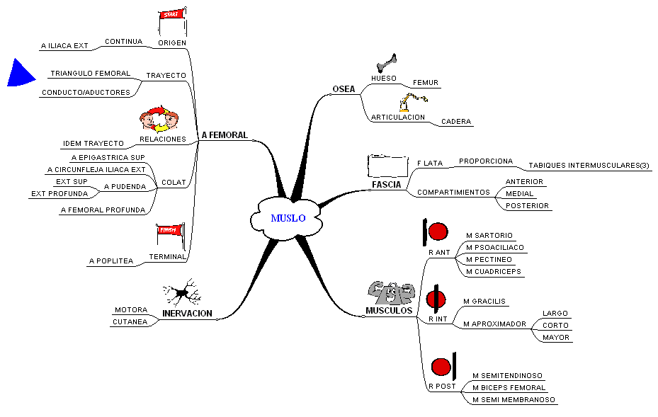 Contenido de Anatomía Humana: Mapa Mental de Miembro Inferior - Muslo