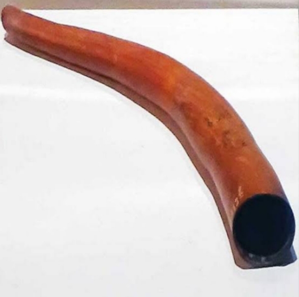 Labu Air, Tanaman unik pembuata Koteka