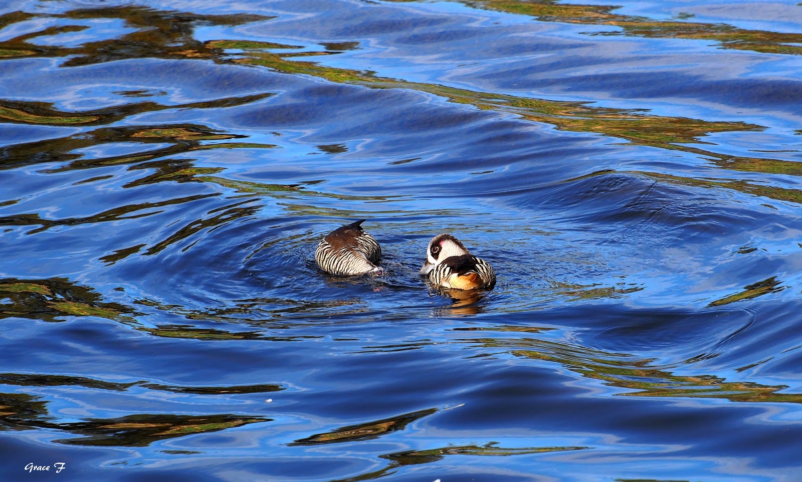 Perth Daily Photo : Pink-eared zebra duck..