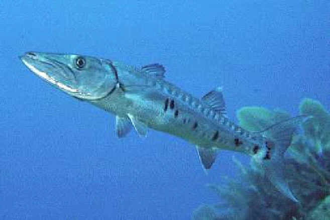 Barracuda | The Life of Animals