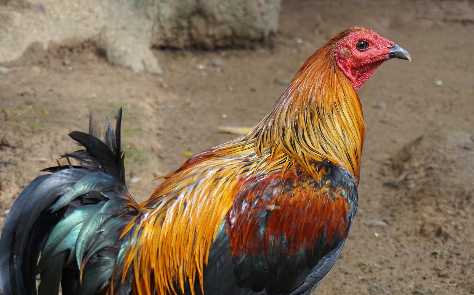 sakeang game farm: gambar foto ayam peru asli pure peruvian gallos