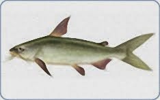 IKAN MANYUNG (Arius Thalassinus) ~ MEDIA PENYULUHAN PERIKANAN PATI