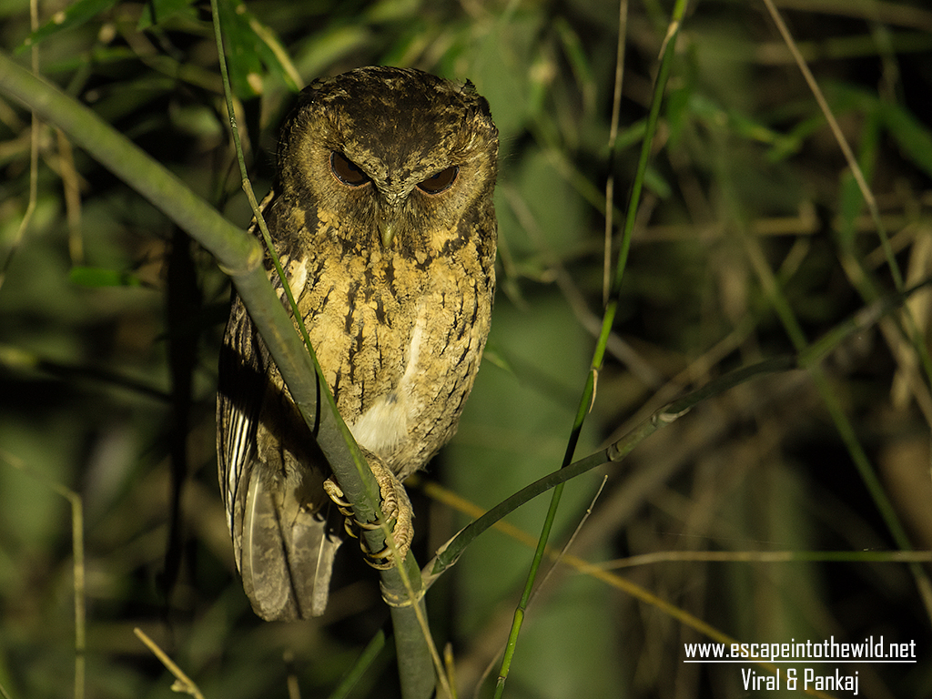 Collared Scops Owl