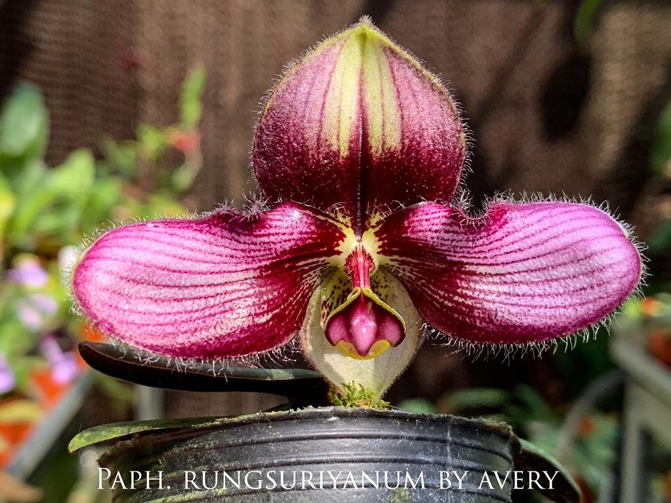 Avery Gardens Paph Rungsuriyanum