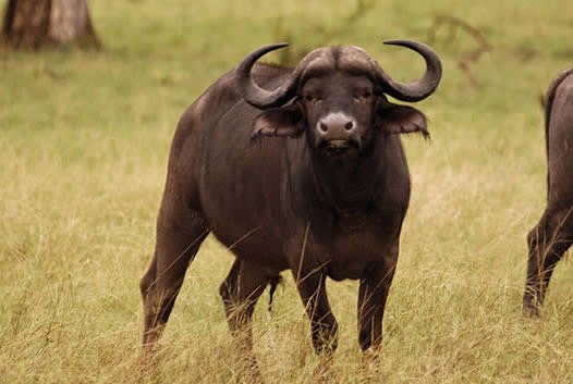 Como se cuenta un cuento: ANIMALES CUADRUPEDOS