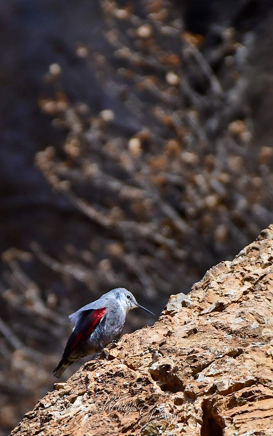 WILDLIFE GATEWAY: Le Tichodrome échelette