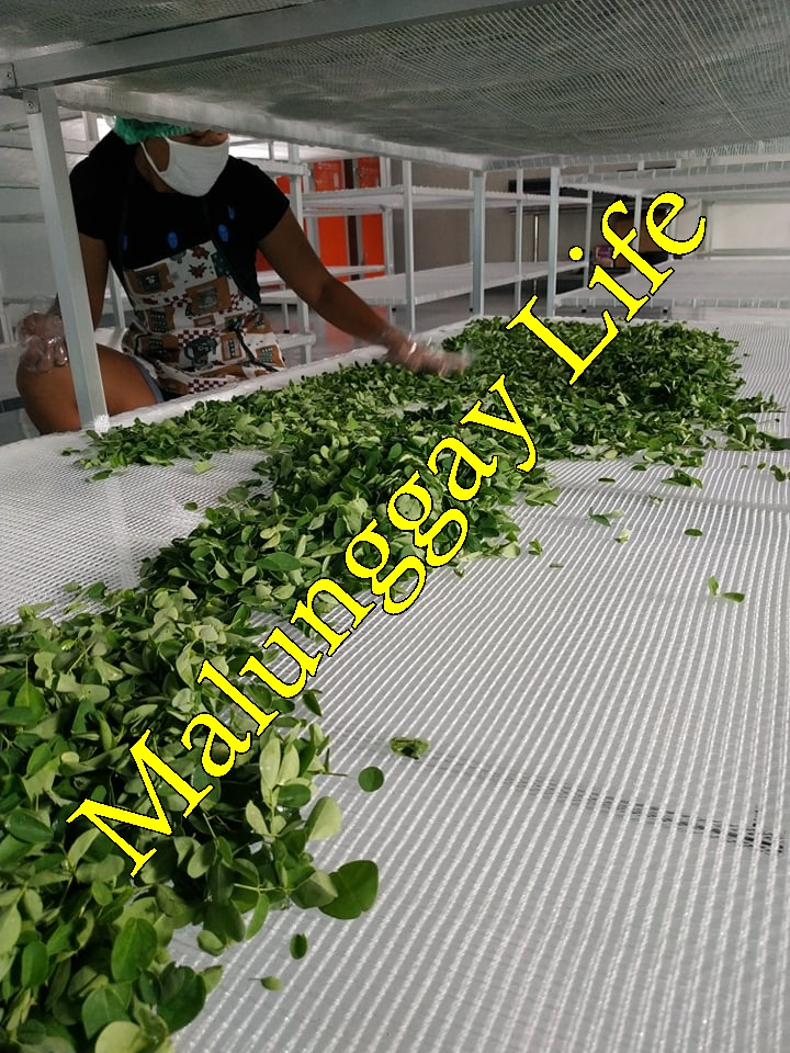 Moringa Farm / MalunggayLife Agri Farm Philippines
