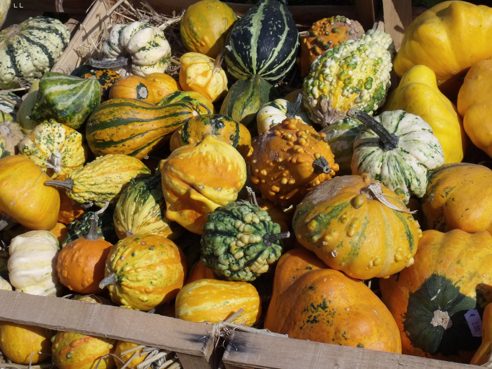 FABULO: COLOQUINTES & Co