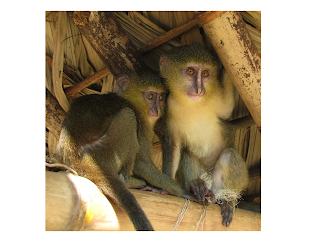 Dr. Amedeo Blog: Lesula!