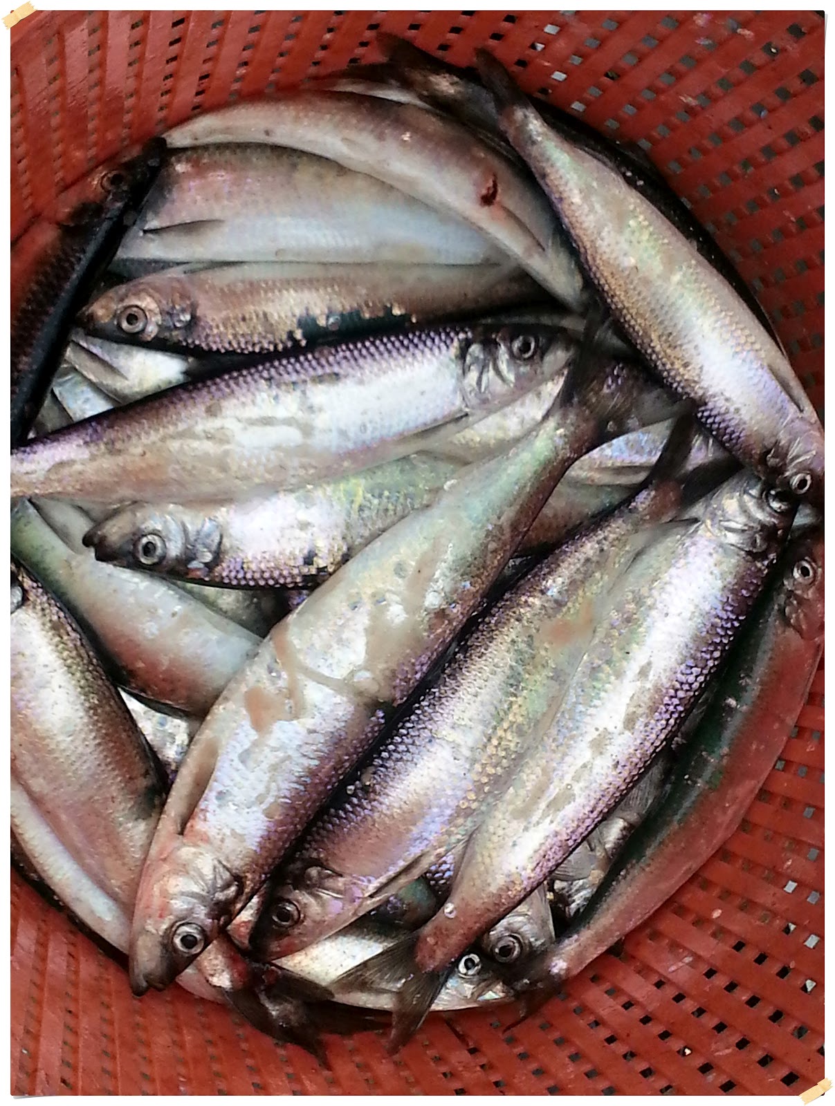 Dari Kelate Ke Copenhagen: Sehari Sebagai Nelayan: Memancing Ikan ...