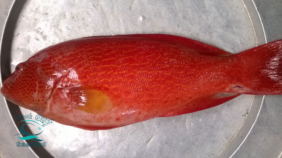 Cá mú đỏ - Hải Sản Phú Quý