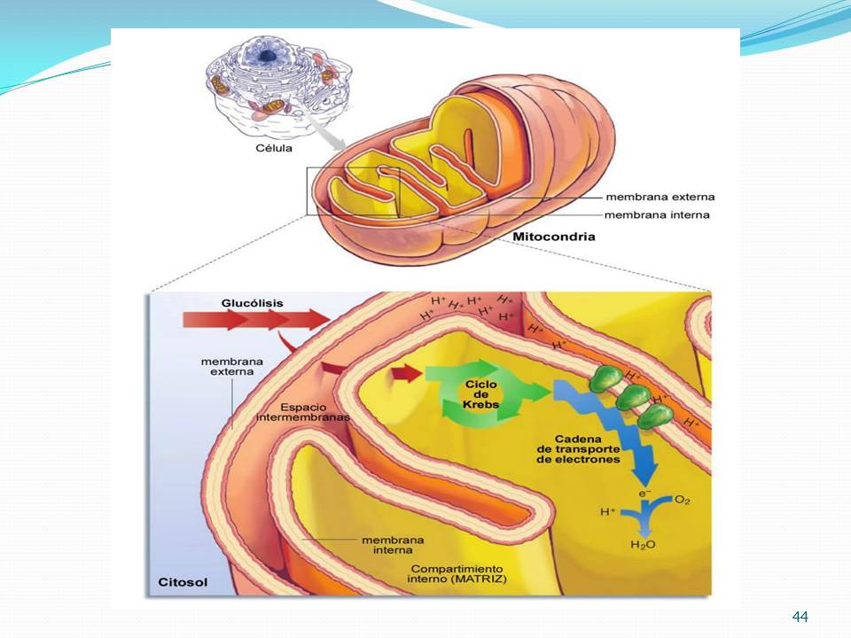 Biología II: Membranas y sistema de endomembranas