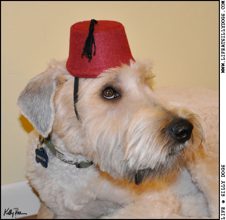 Life @ Silly Dogs: FEZZES FOR DOGS