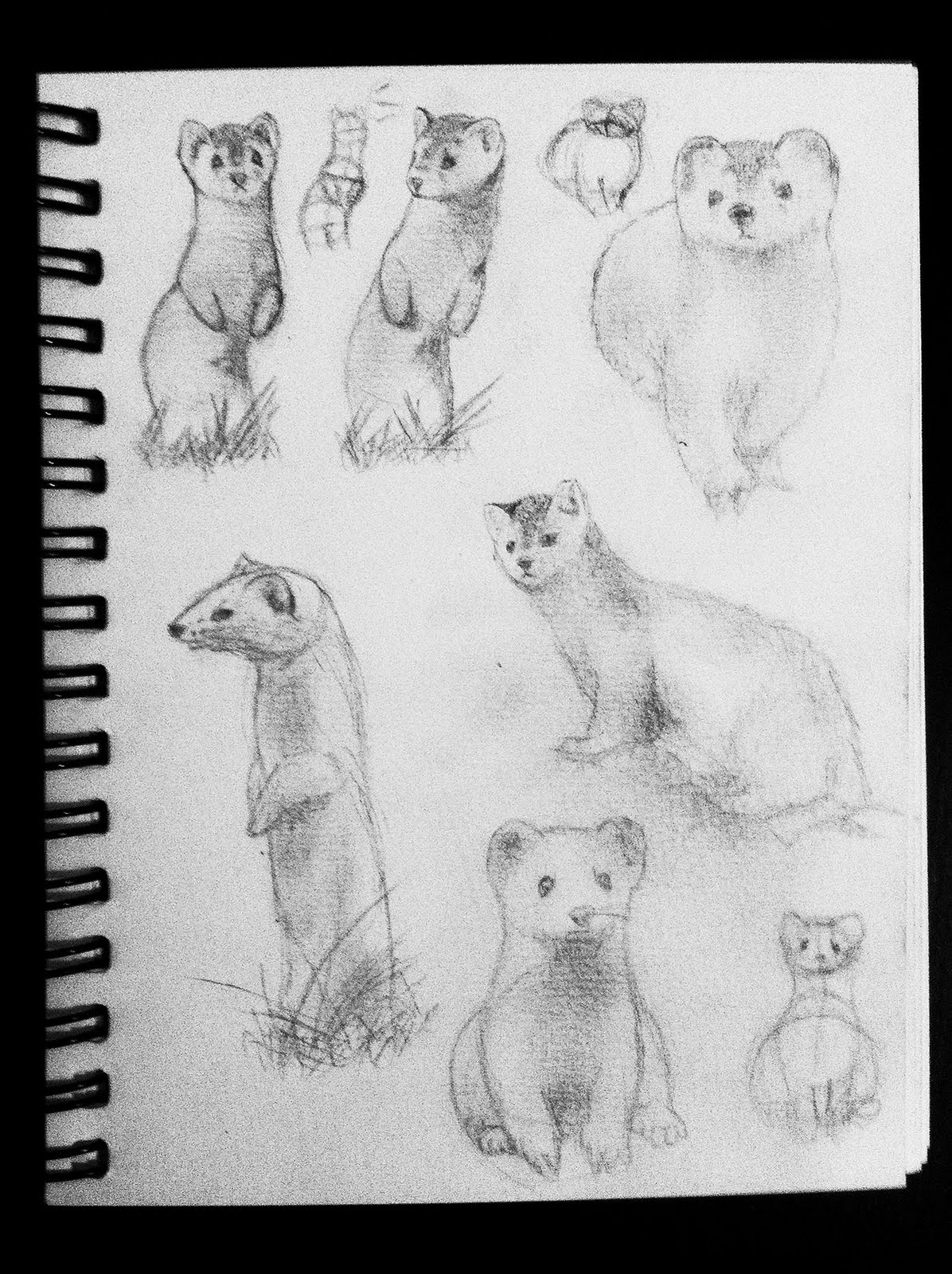 Emma's Sketchbook: More Pantalaimon - Ermine