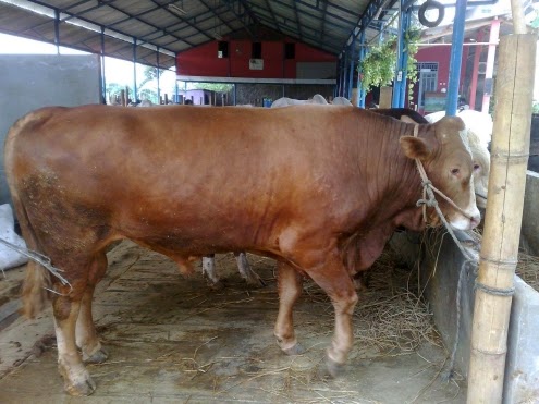 SAPI LIMOUSIN ~ UD Indo Sapi Jaya Makmur
