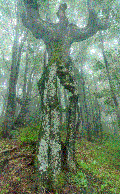 The Phytophactor: Ents are real!
