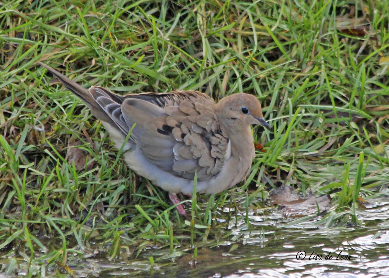 Birding with Lisa de Leon: Mourning Dove - A Regular Fall Visitor
