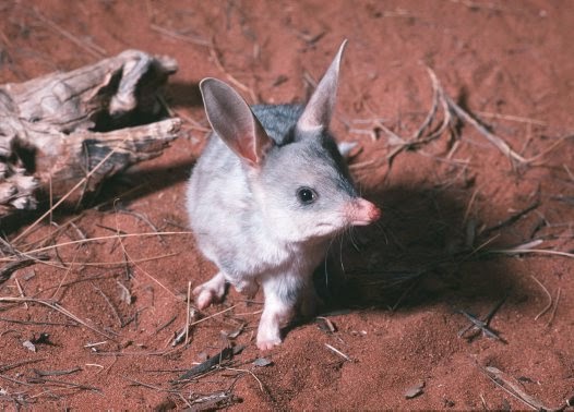 Animals of the world: Lesser bilby
